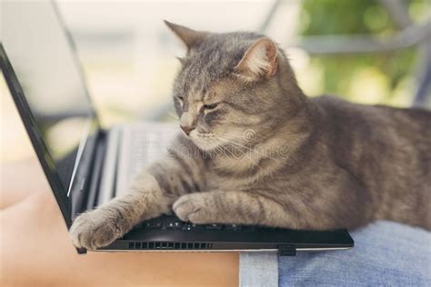 Cat Assistant Stock Image Image Of Equipment Person 109476841