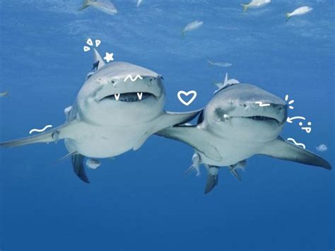 150 Cute Sharks Ideas In 2025 Cute Shark Shark Shark Pictures