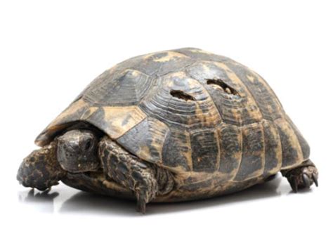 Fractured Shells In Reptiles Reptile Cracked Shell Petmd