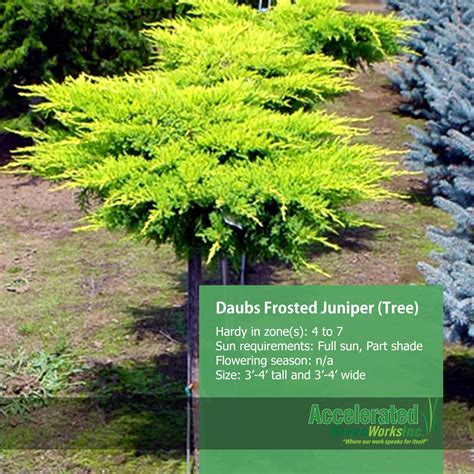 Daub S Frosted Juniper Tree Evergreen Garden Plant