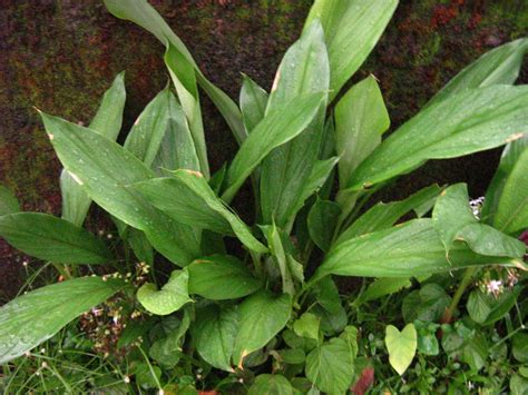Arrowroot Powder Health Benefits Preparation Where To Buy Arrowroot