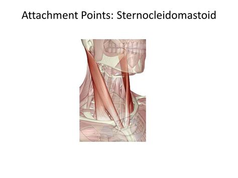 Ppt Muscles Powerpoint Presentation Free Download Id2219738