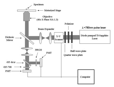 Schematic Diagram Showing The Setup Of The Multiphoton Microscope