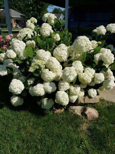 I Love How Large Hydrangeas Become This One Is Qu Tumbex