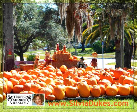Pumpkin Patches In Spring Hill Florida