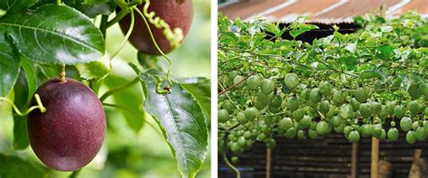 Passion Fruit Plant Growing How To Grow Passion Fruit From Seed