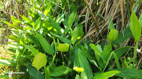Jamaican Arrowroot The Stomach Soother Passed Down Through Generations
