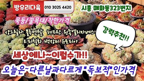 방우리다육 4월에 초특가다육 오늘은~독보적인가격이 포인트 묵은군생 좋아하시면 대박 꿀목대 파피스로즈 블루멘탈💗원종엘리자베스 특대 파격14000원꼭 선택