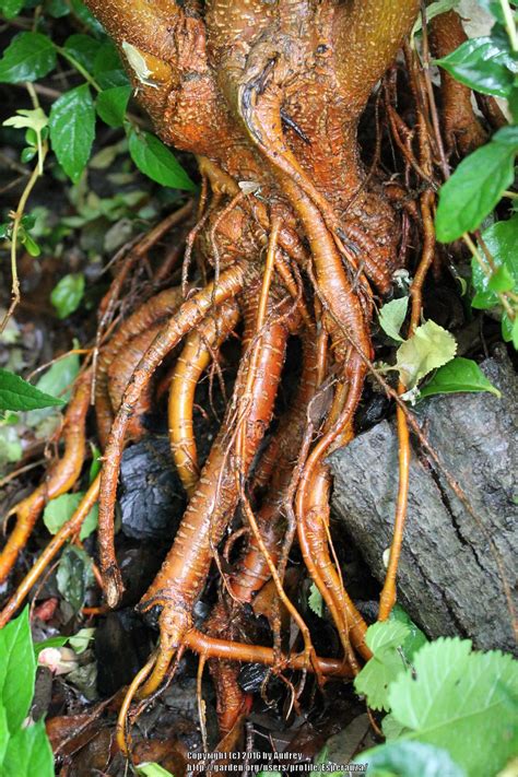 Mulberry Tree Root System Pictures