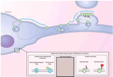 Synaptic Plasticity Flashcards Quizlet
