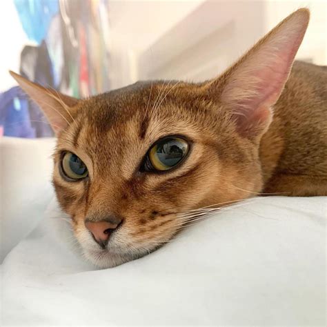 Comfy Kitty Rchinresting Comfy Kitty Rchinresting