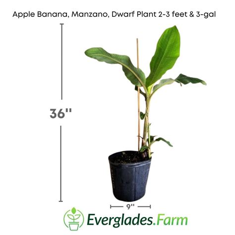 Apple Banana Manzano Dwarf Plant Everglades Farm