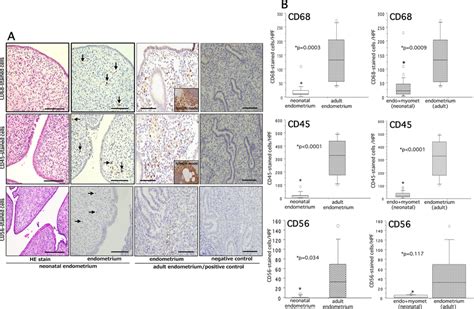 Hematoxylin And Eosin Staining He Stain And Immunohistochemical