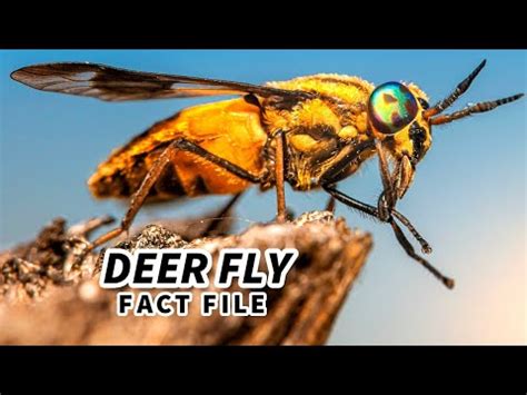 Deer Flies Unveiled Life Cycle Bites And Key Facts Insigh Med