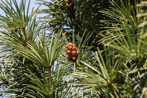 How To Grow And Care For Japanese Umbrella Pine