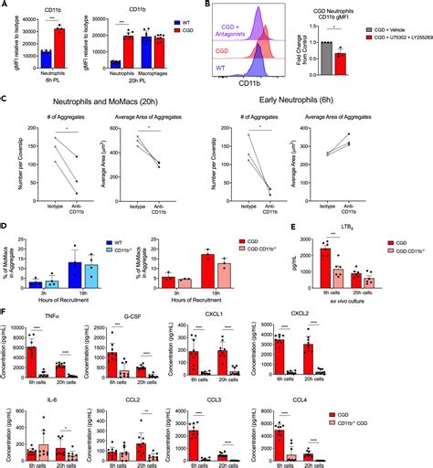 A Ltb4 Cd11b Self Amplifying Loop Drives Pyogranuloma Formation In Chronic Granulomatous Disease