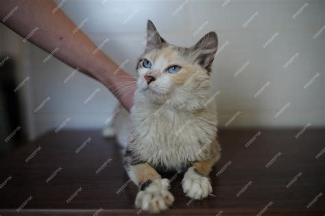 Human Cat Face