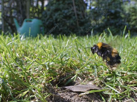 Buff Tailed Bumblebee Queen About To Land At Her Nest Stock Image