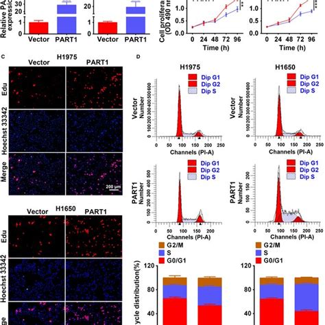 Part1 Enhanced Proliferation And Cell Cycle Of Nsclc Cells A