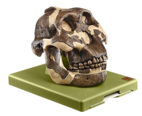 Australopithecus Boisei Skull Side View