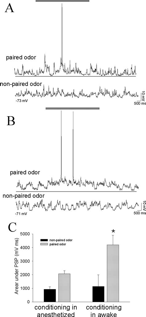 The Prefrontal Cortex Regulates Lateral Amygdala Neuronal Plasticity And Responses To Previously