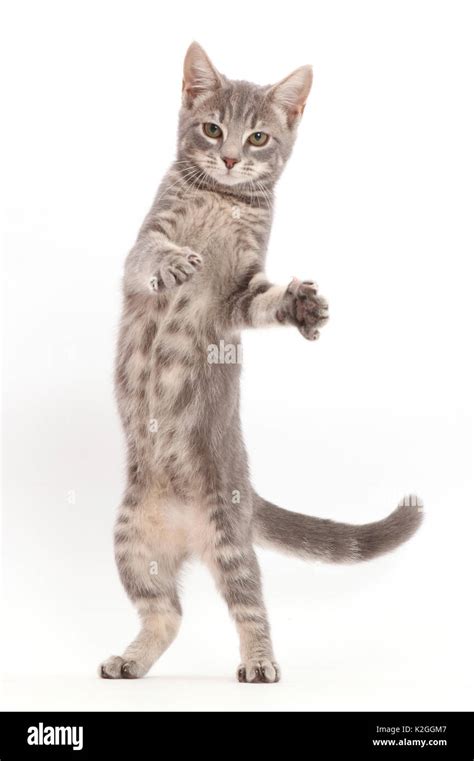 Cat Standing Up Meme