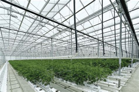 Maximizing Roi With Co2 Enrichment In Existing Greenhouses