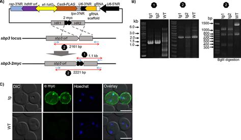 Crisprcas9 Mediated C Terminal Epitope Tagging Of B Bovis Sbp3 A Download Scientific