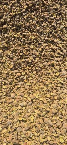 Peanut Brown Terminalia Bellirica At ₹ 32kg Terminalia Bellirica In