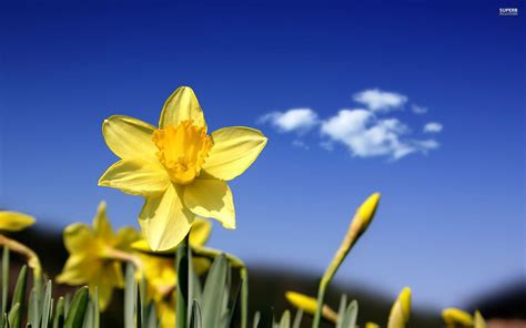 Daffodil Wallpapers On Wallpaperdog