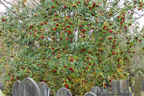 Rowan The Thinker Earthstar