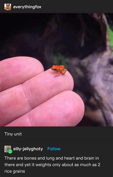 Tiny Unit R Curatedtumblr