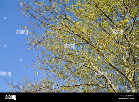 Branches Of A Tree With The Sky As A Background Stock Photo Alamy