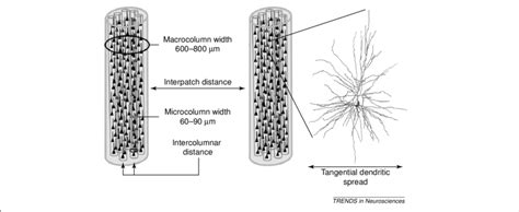 aspects of the microanatomical and columnar organization in the