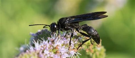 Great Black Wasp Nesting Habits
