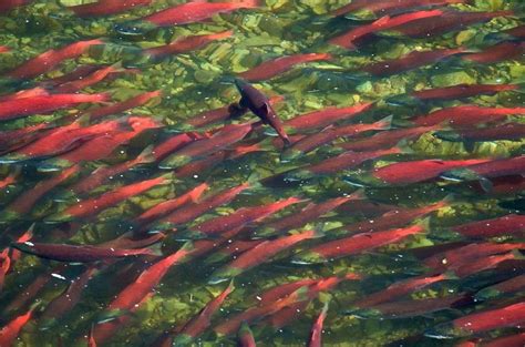 Billions In Conservation Spending Fail To Recover Wild Salmon In
