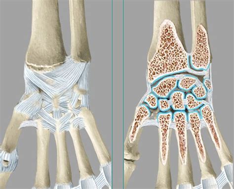 Midcarpal Joint