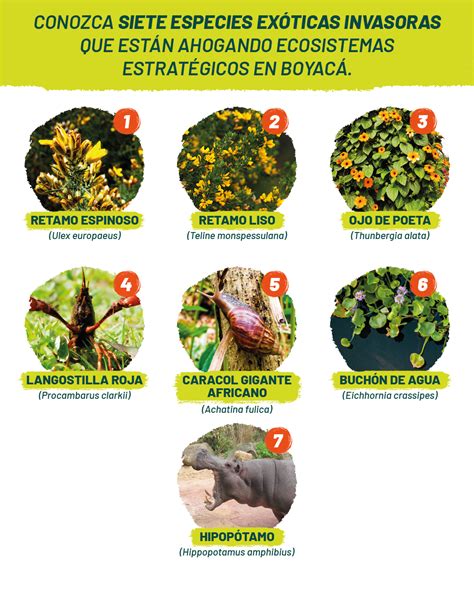 Las Diez Principales Especies Invasoras