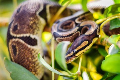 Python On A Branch Stock Image Image Of Exotic Constrictor 75843547