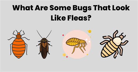 Lice Vs Flea Comparison Friendly Guide To Pest Differences