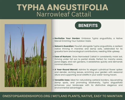 Typha Angustifolia Narrowleaf Cattail Bareroot Live Plant Plant