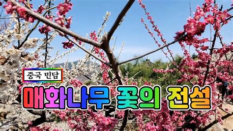 중국민담매화나무꽃의전설붉은매화 흰매화꽃광양매화마을 거기서 듣는 오디오북ep105 Youtube