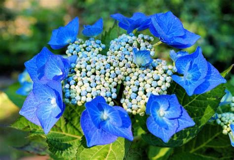 Is Your Hydrangea Dying 11 Ways To Save Your Plant