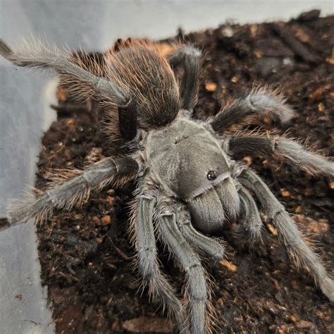 Aphonopelma Vorhiesi Tuscon Bronze Spider Shoppe
