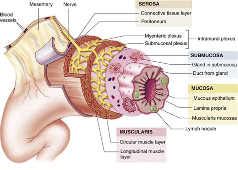 Gastrointestinal Mind Map