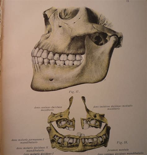 How To Draw Skull Teeth