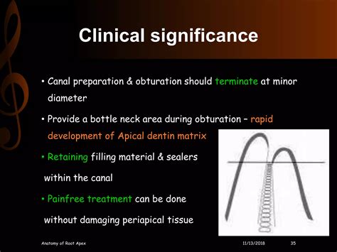 Anatomy Of Root Apex PPTX