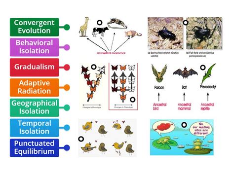 Patterns Of Evolution Labelled Diagram