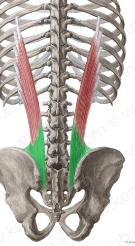 Muscles Thoracic Flashcards Quizlet