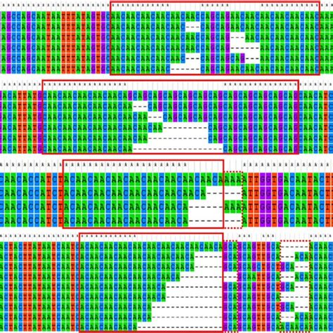 Three Cases Of The Allele Sequence Mutation Events Of Microsatellite Download Scientific